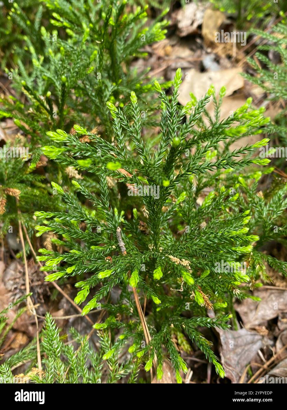 flat-branched tree-clubmoss (Dendrolycopodium obscurum Stock Photo - Alamy