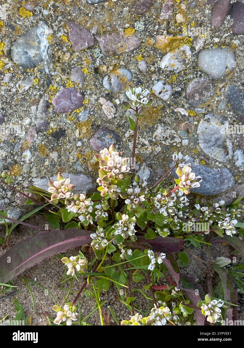 Danish Scurvy-grass (Cochlearia danica Stock Photo - Alamy