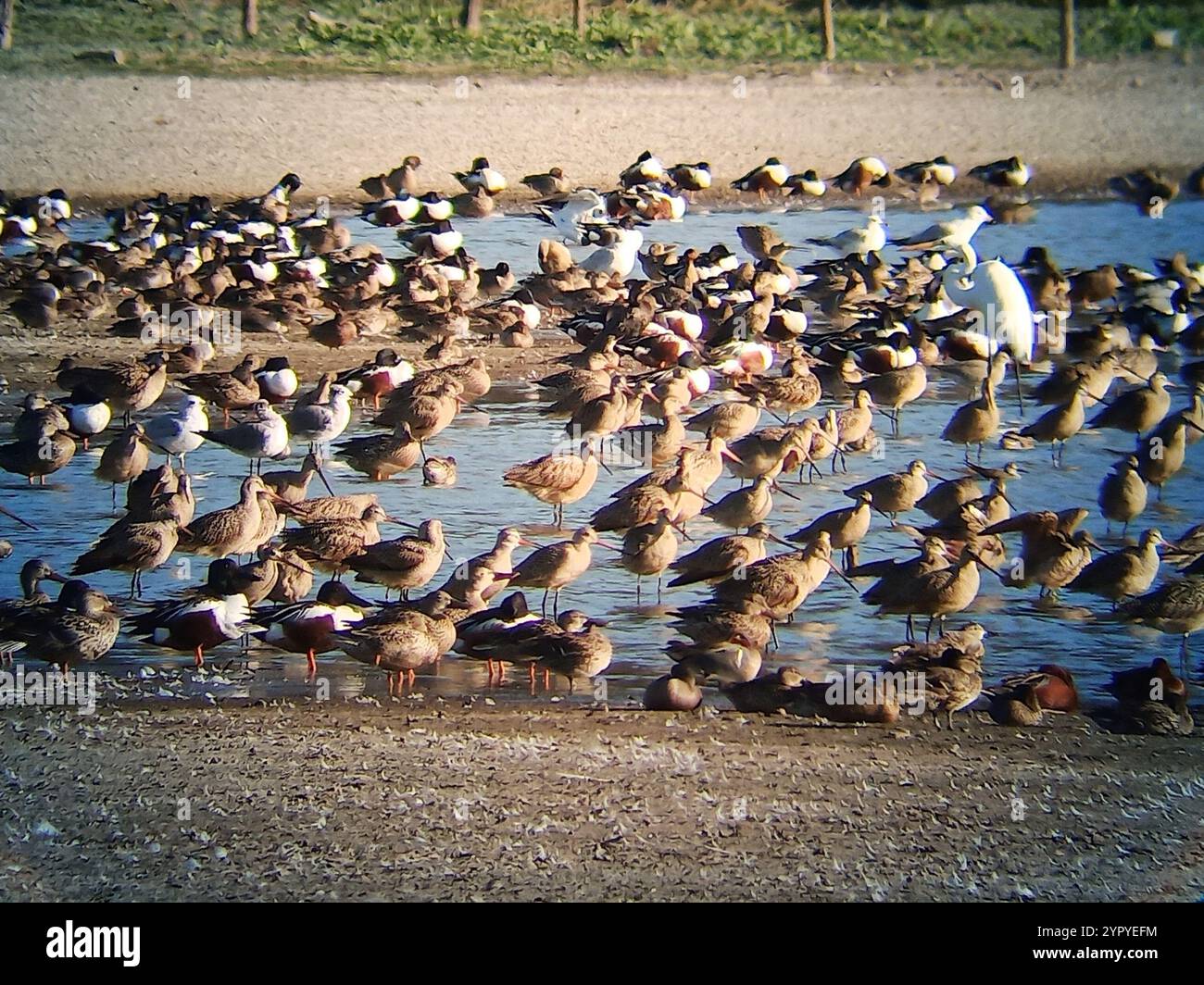 Marbled Godwit (Limosa fedoa Stock Photo - Alamy