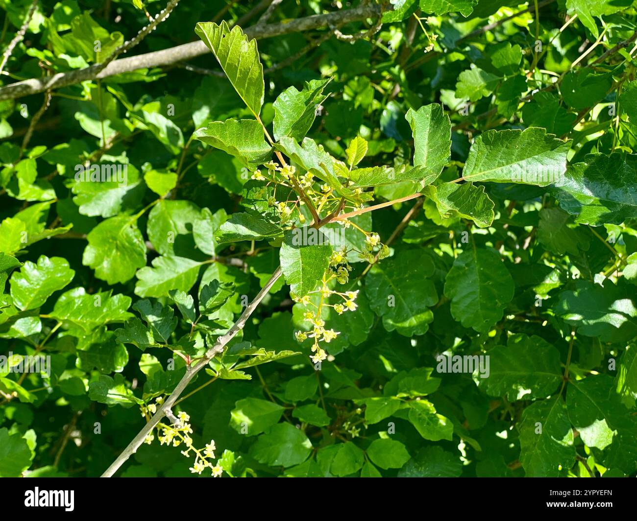 Pacific poison oak (Toxicodendron diversilobum Stock Photo - Alamy