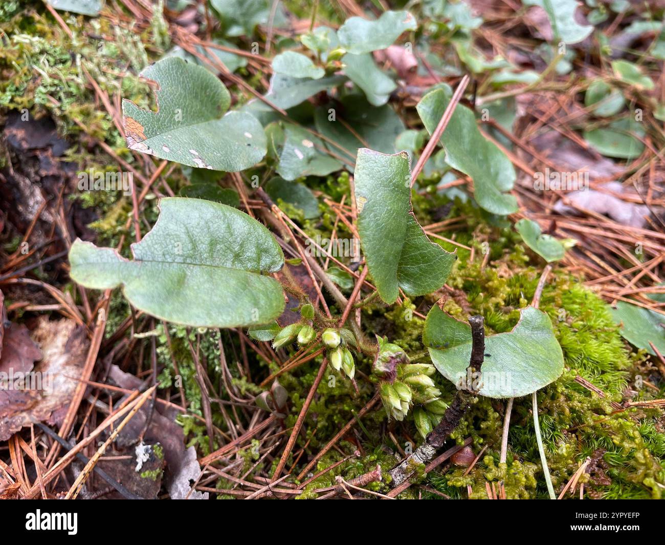 trailing arbutus (Epigaea repens Stock Photo - Alamy