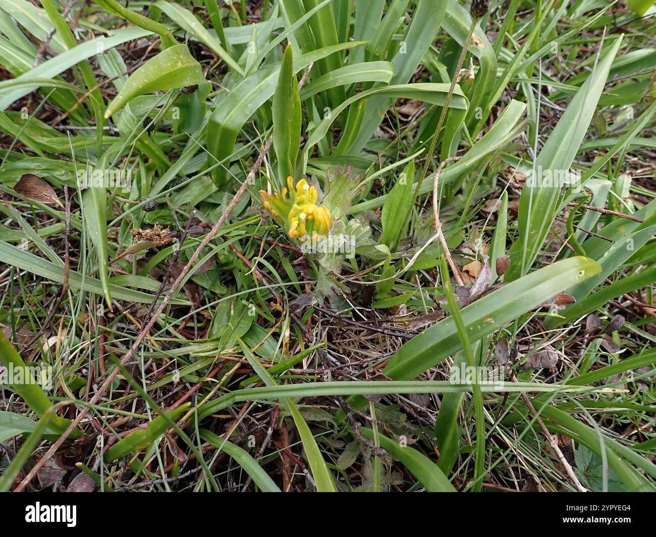 golden Indian paintbrush (Castilleja levisecta Stock Photo - Alamy