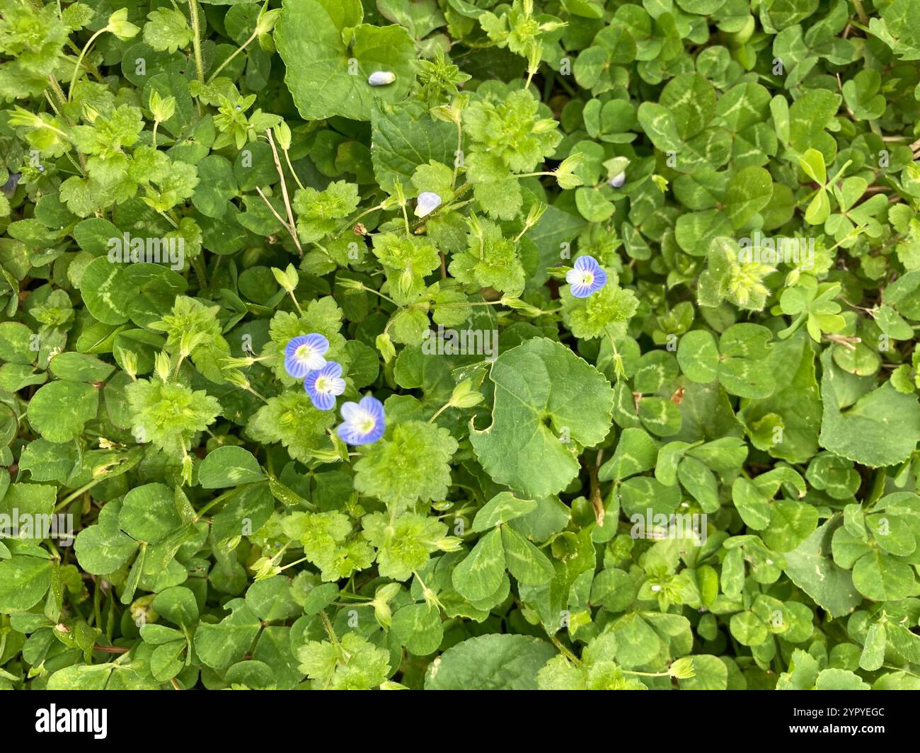 bird's-eye speedwell (Veronica persica Stock Photo - Alamy