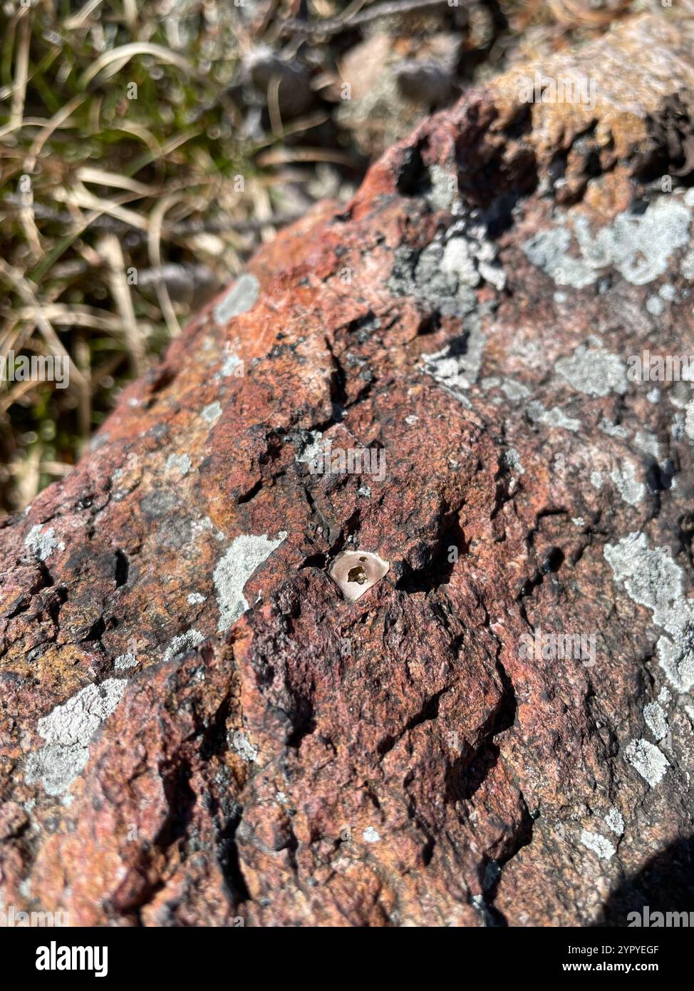 Ant-mimic Sac Spiders (Castianeira Stock Photo - Alamy