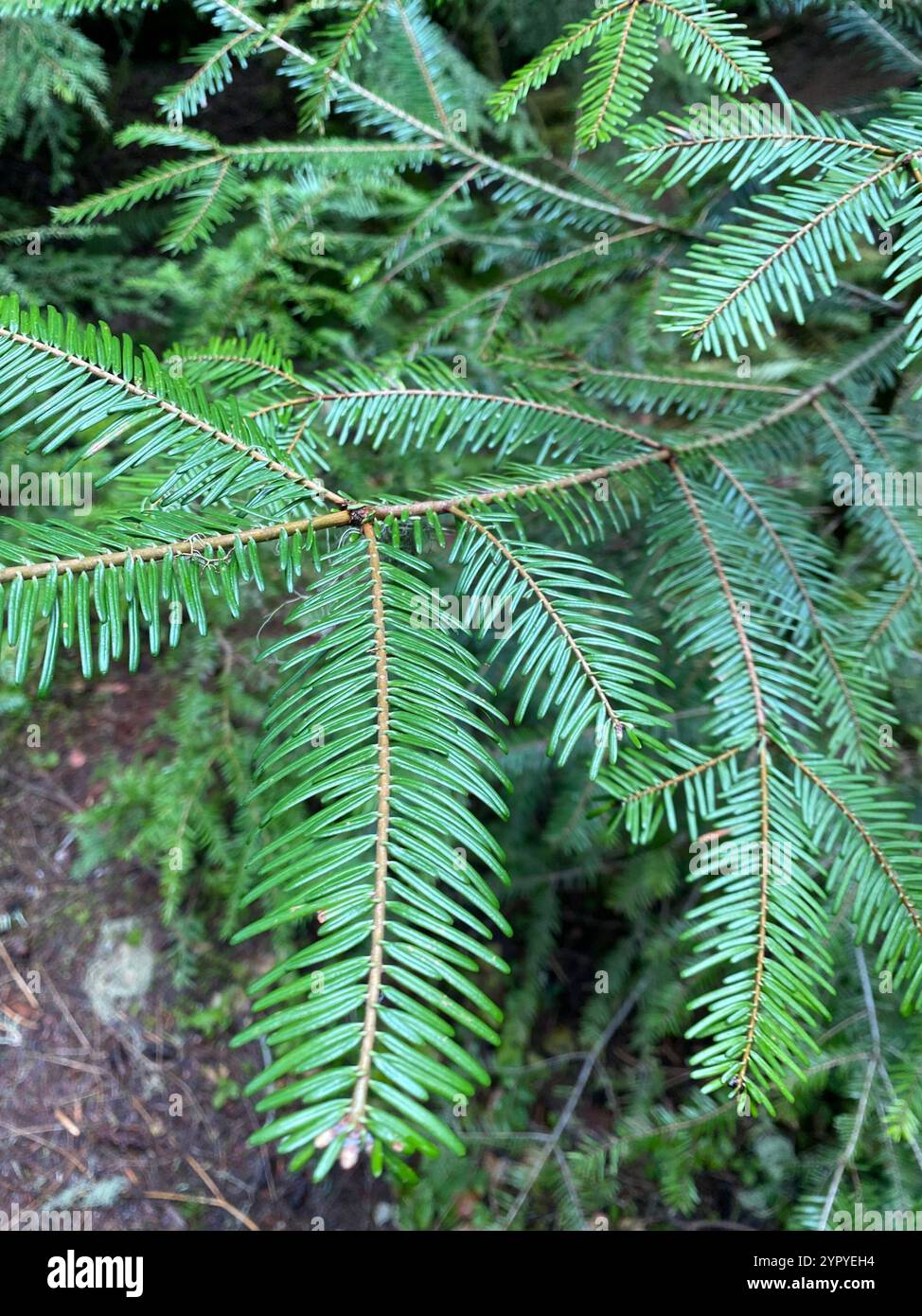 grand fir (Abies grandis Stock Photo - Alamy