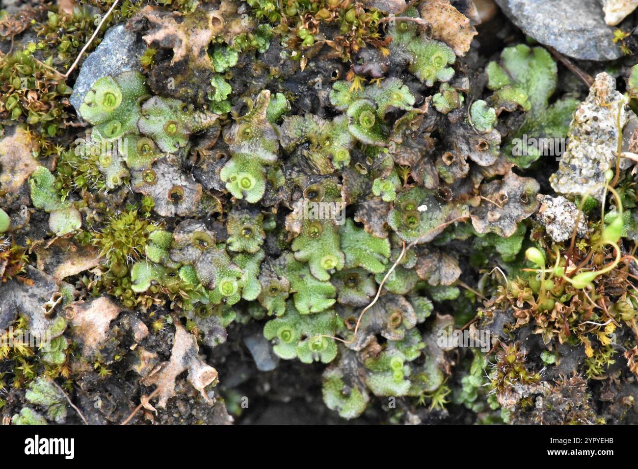 Common Liverwort (Marchantia polymorpha Stock Photo - Alamy