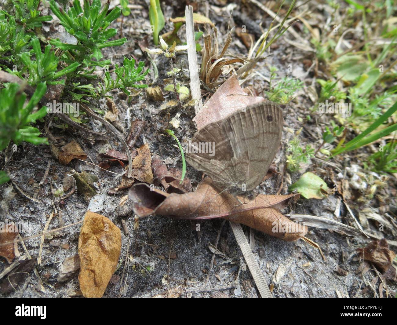 Carolina Satyr (Hermeuptychia sosybius Stock Photo - Alamy