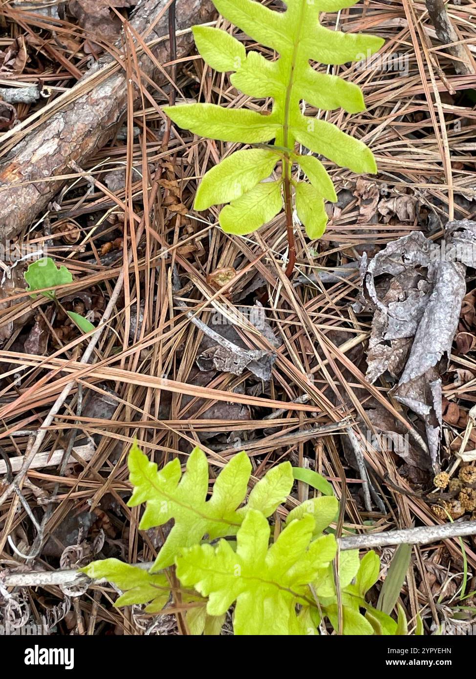 netted chain fern (Woodwardia areolata Stock Photo - Alamy