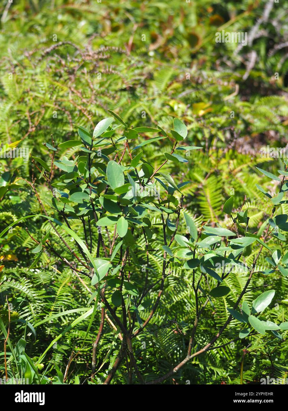 Bootlace Plant (Wikstroemia indica Stock Photo - Alamy