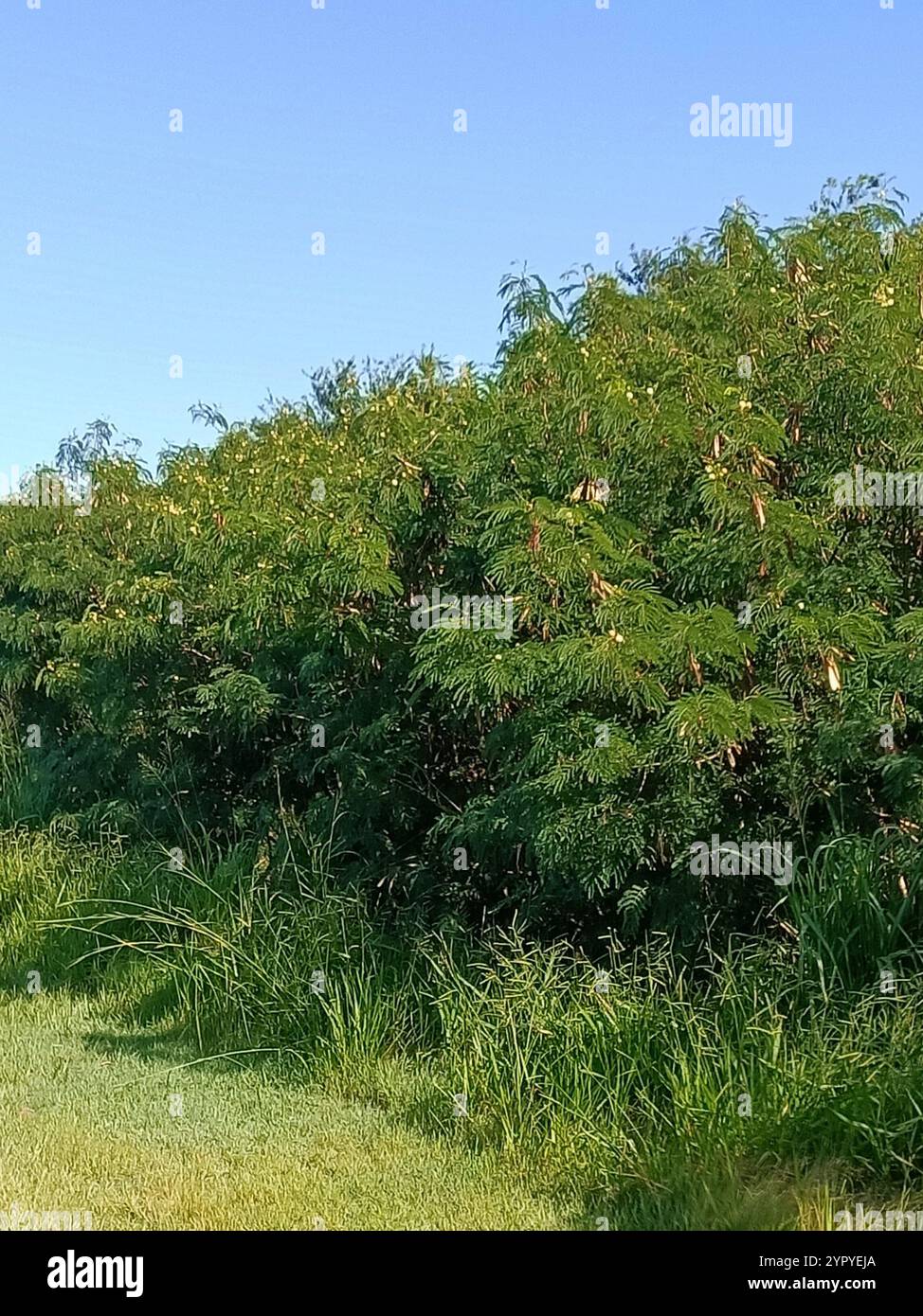 White leadtree (Leucaena leucocephala Stock Photo - Alamy