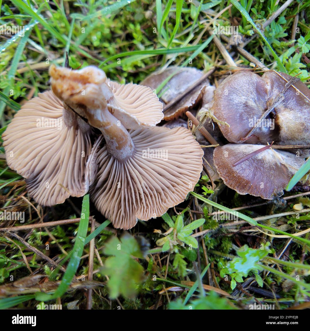 Parasitic Clitocybe (Clitocybe sclerotoidea Stock Photo - Alamy