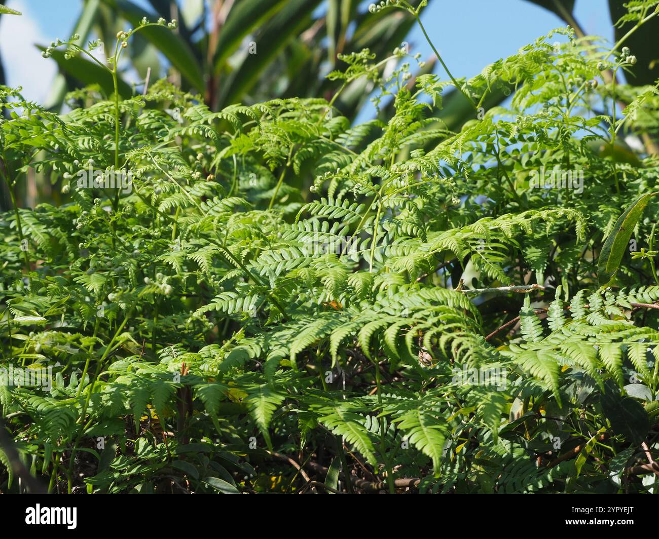 eagle fern (Pteridium aquilinum latiusculum Stock Photo - Alamy