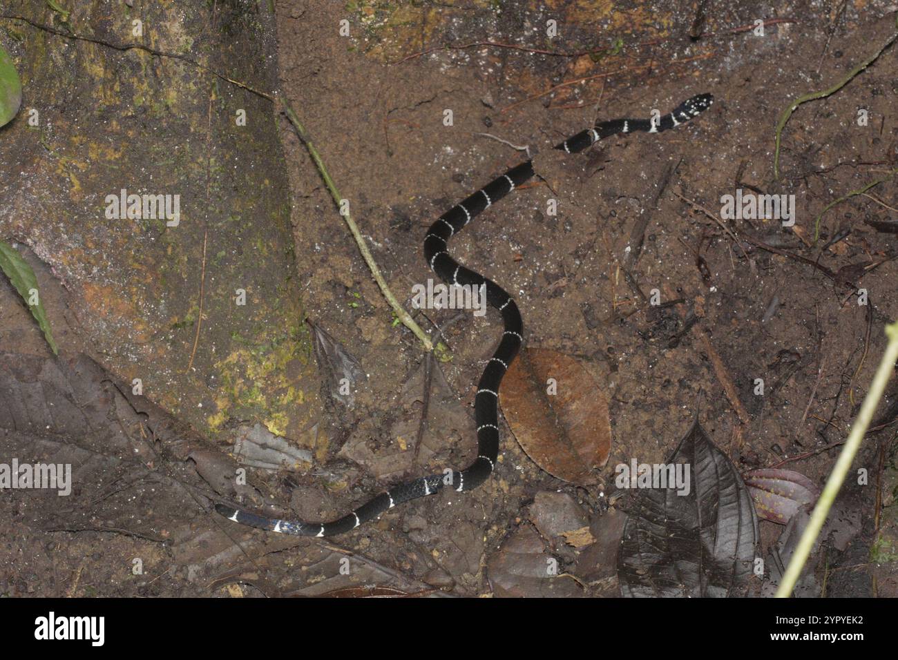 Black Halloween Snake (Pliocercus euryzonus Stock Photo - Alamy