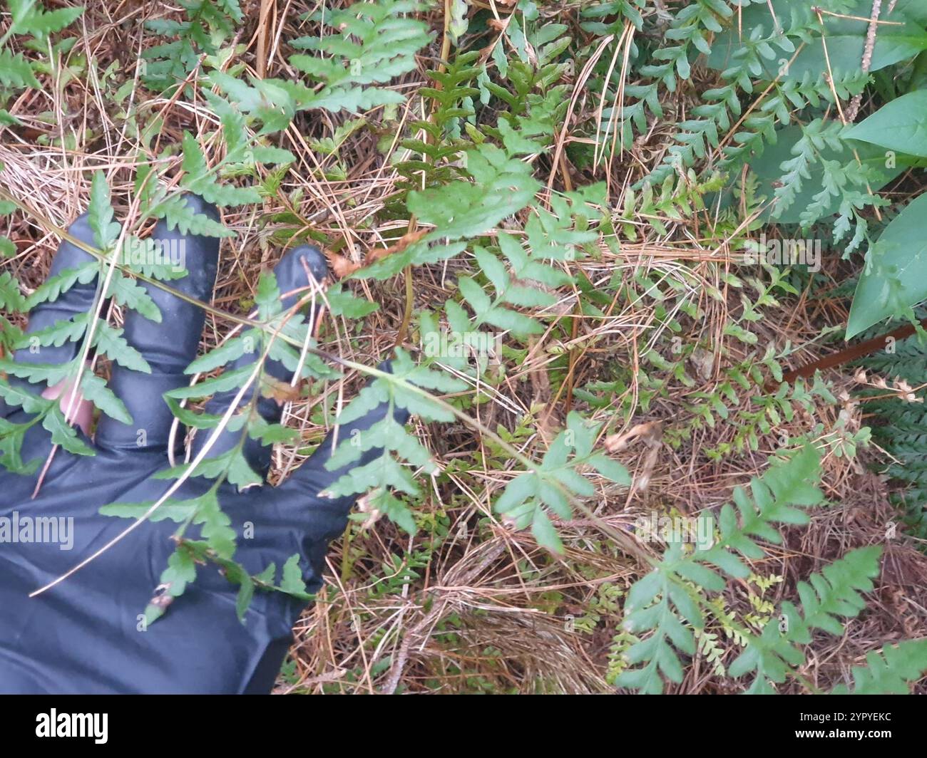 Austral Bracken (Pteridium esculentum Stock Photo - Alamy