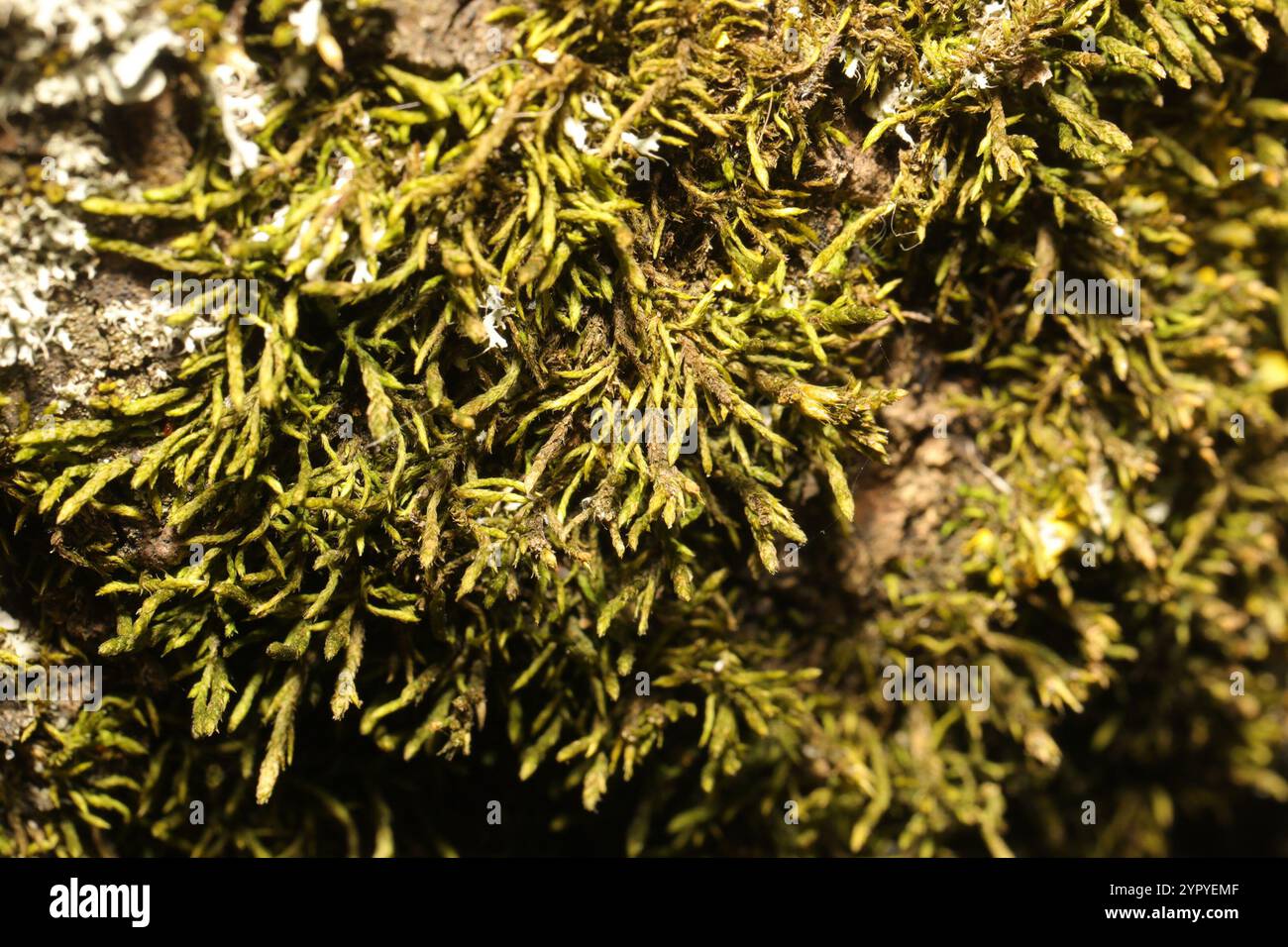 Lateral Cryphaea (Cryphaea heteromalla Stock Photo - Alamy
