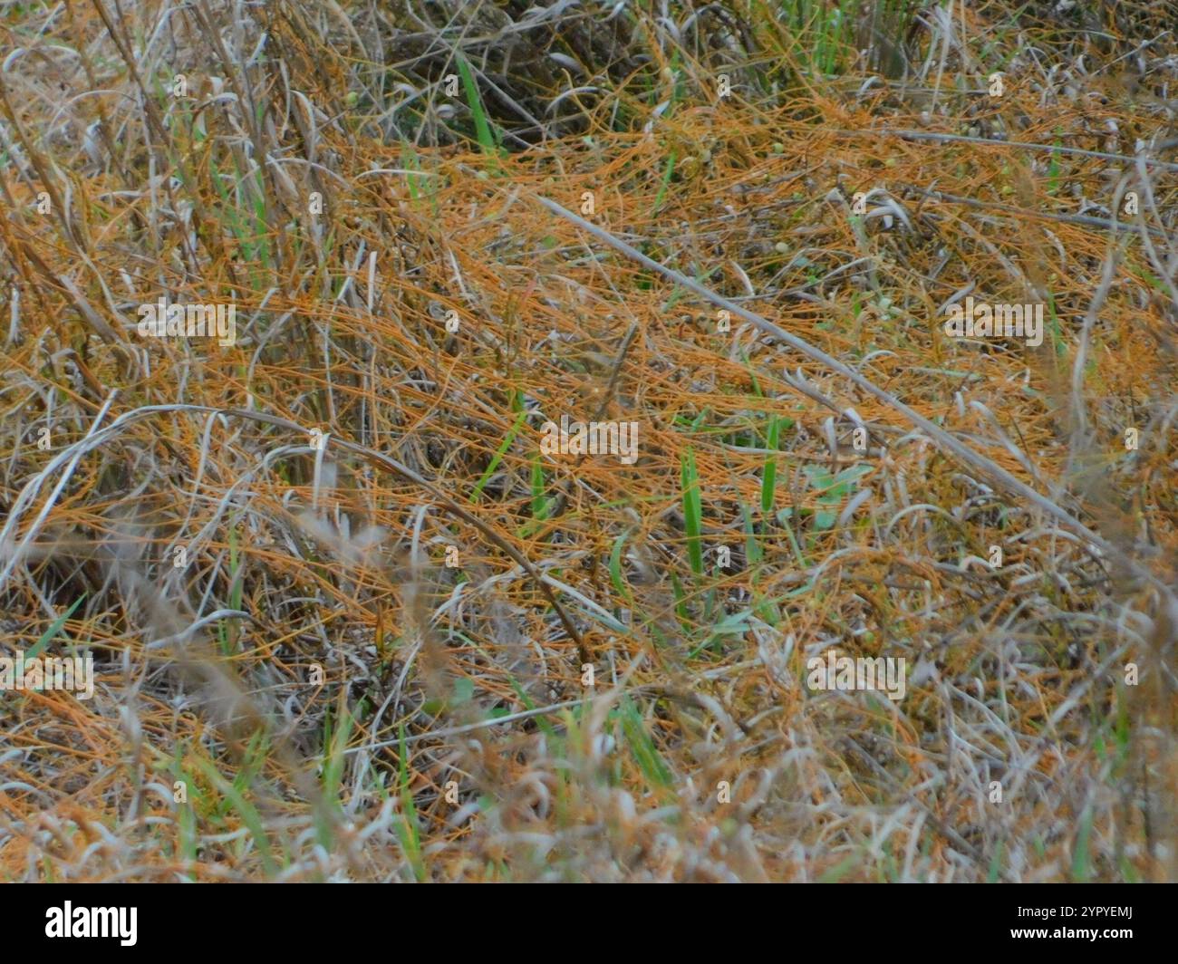 laurel dodder (Cassytha filiformis Stock Photo - Alamy