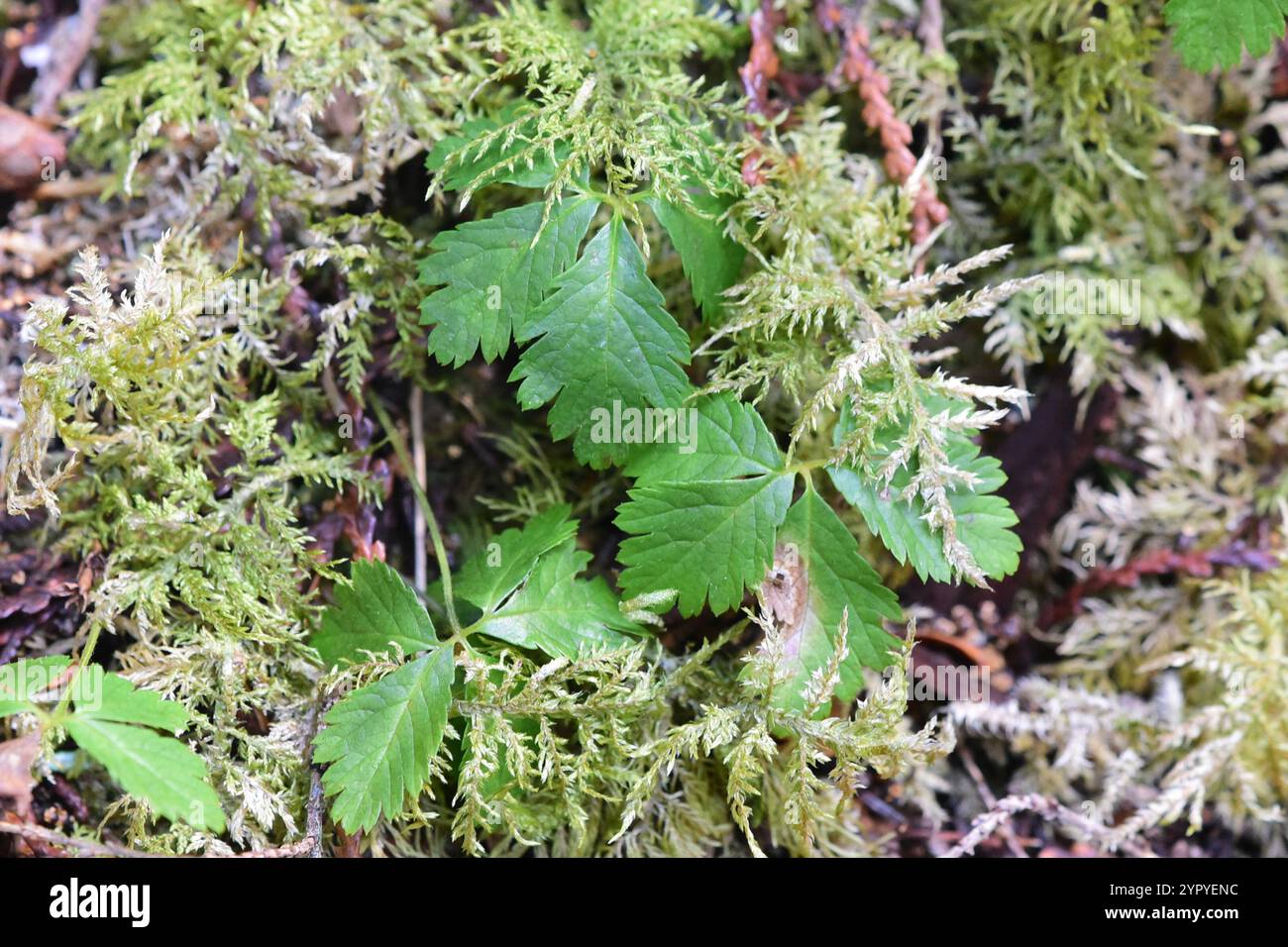Five-leaf Dwarf Bramble (Rubus pedatus Stock Photo - Alamy