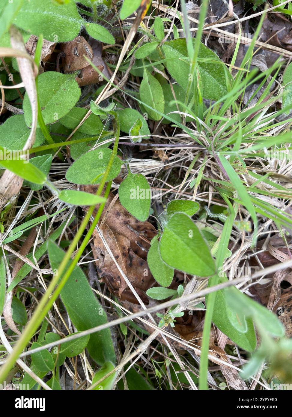 lobed coreopsis (Coreopsis auriculata Stock Photo - Alamy