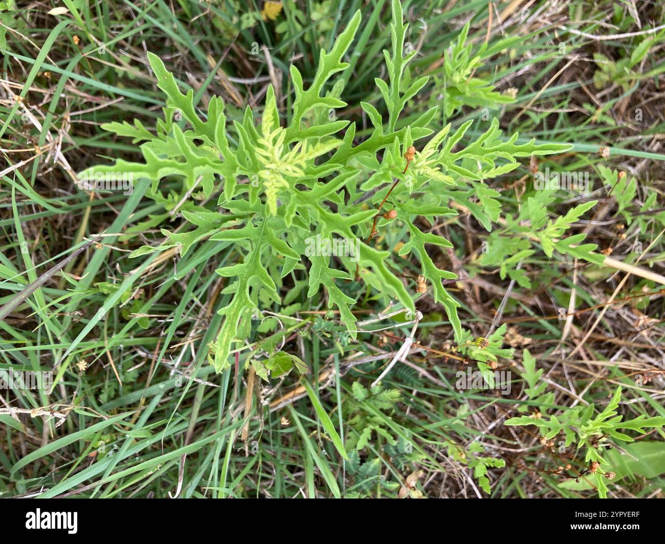 western ragweed (Ambrosia psilostachya Stock Photo - Alamy