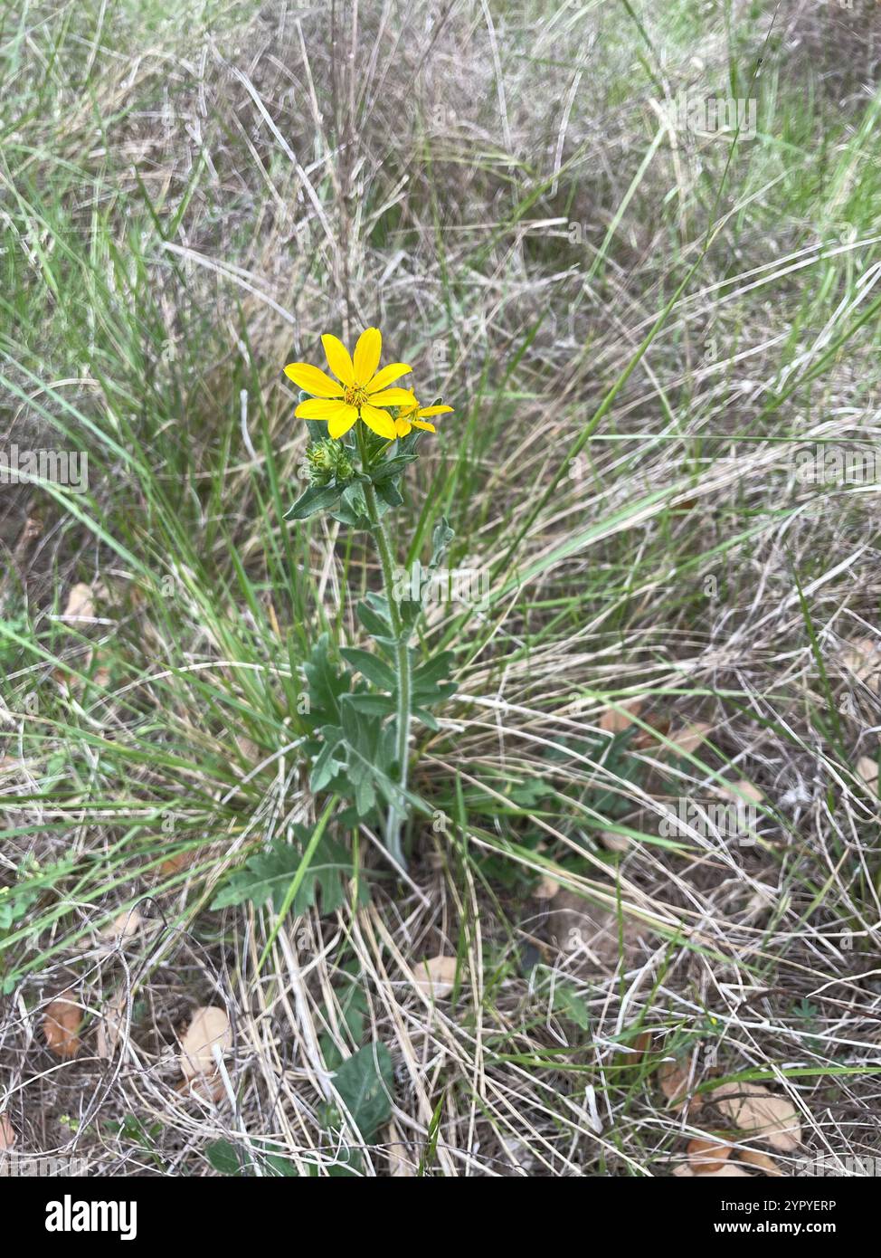 Engelmann daisy hi-res stock photography and images - Alamy