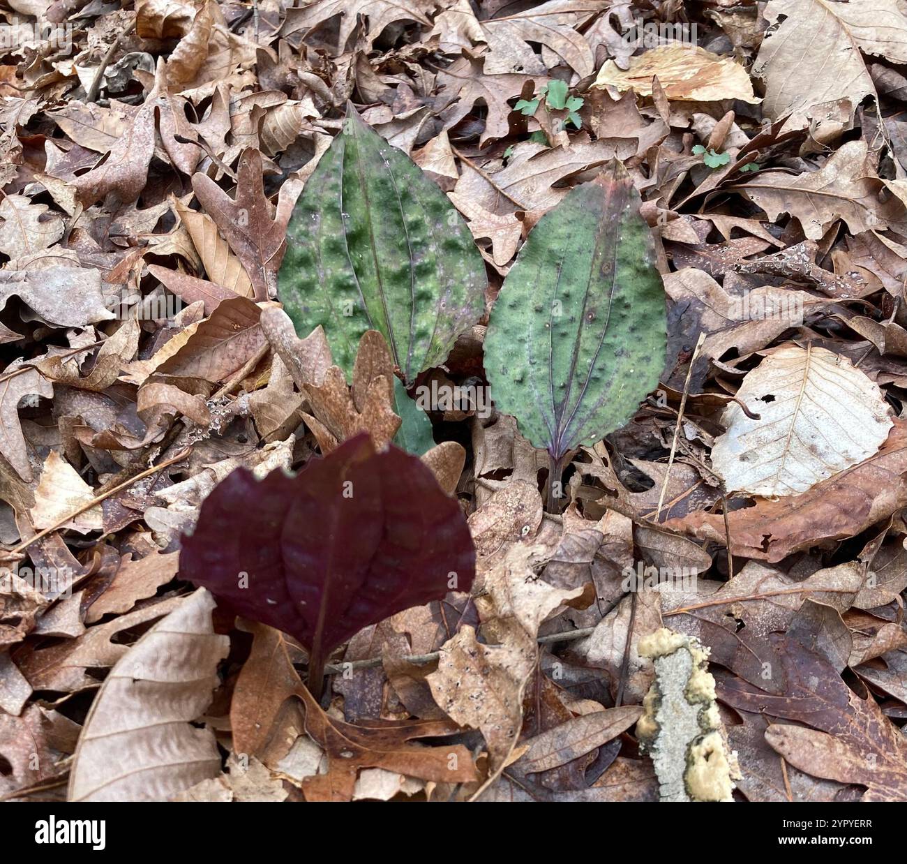 crane-fly orchid (Tipularia discolor Stock Photo - Alamy