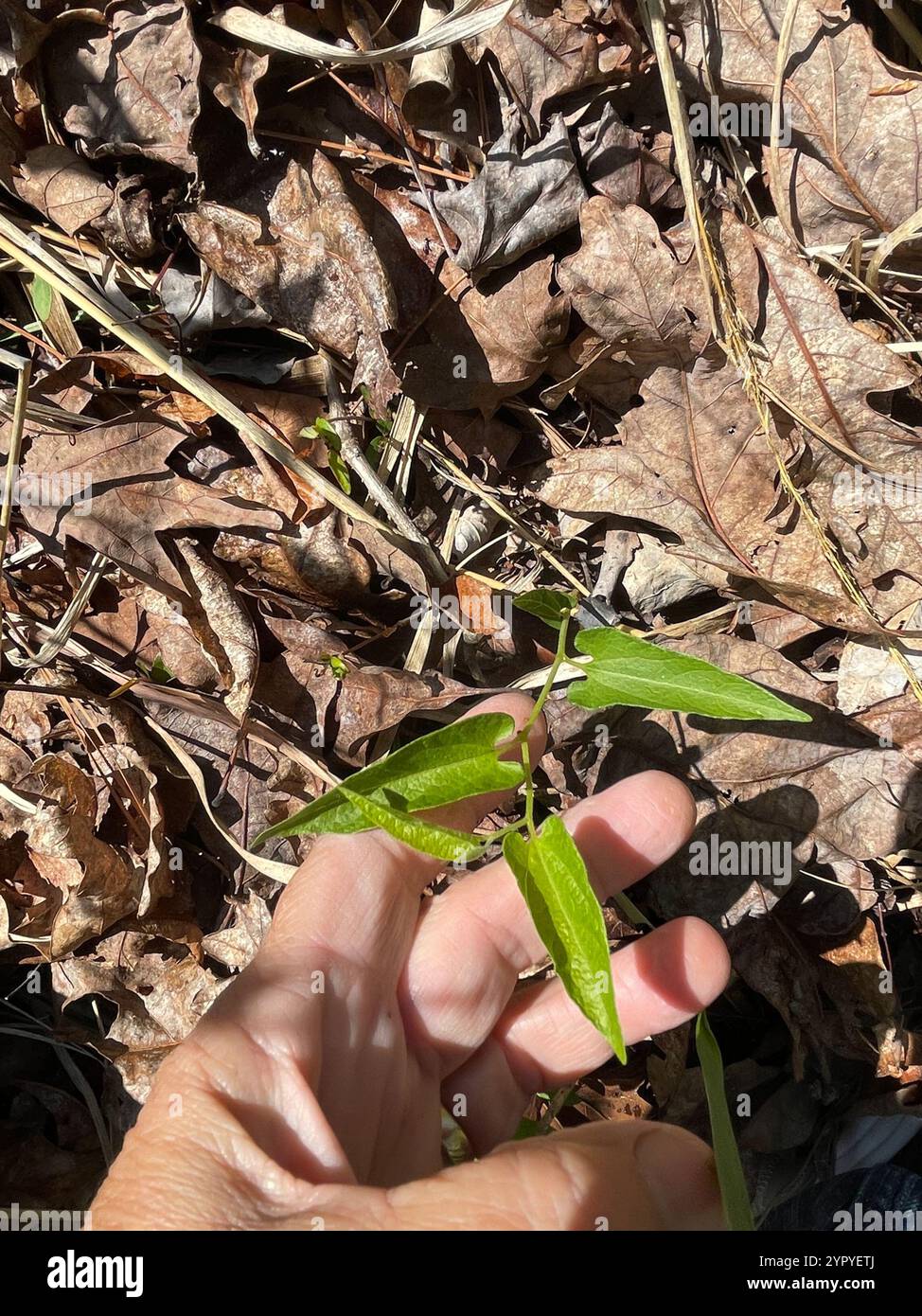 Virginia snakeroot (Aristolochia serpentaria Stock Photo - Alamy
