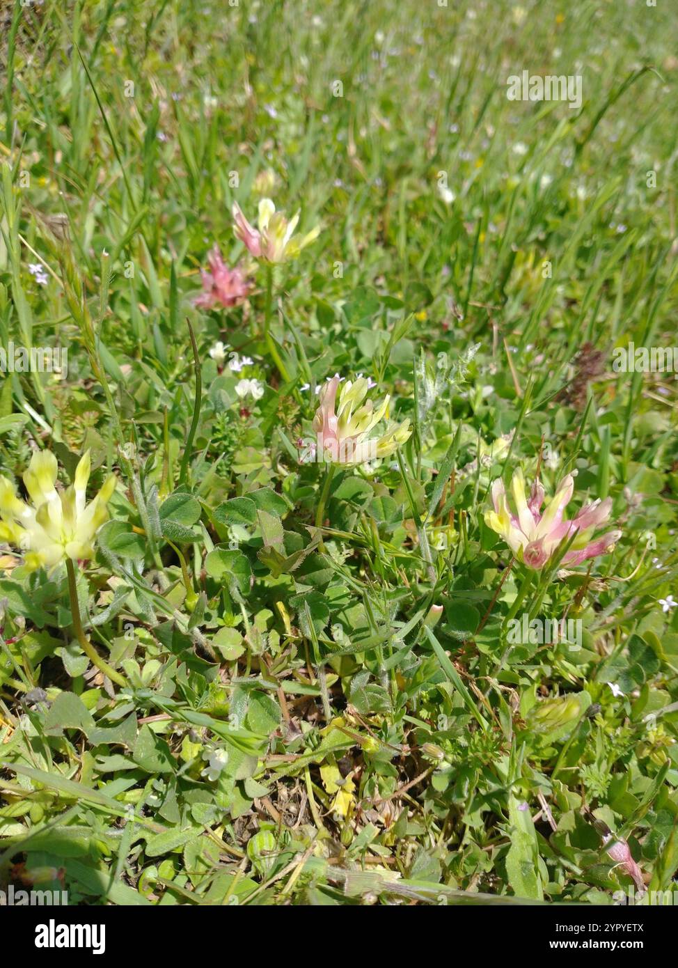 bull clover (Trifolium fucatum Stock Photo - Alamy