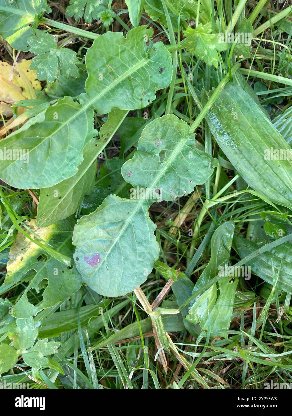 fiddle dock (Rumex pulcher Stock Photo - Alamy