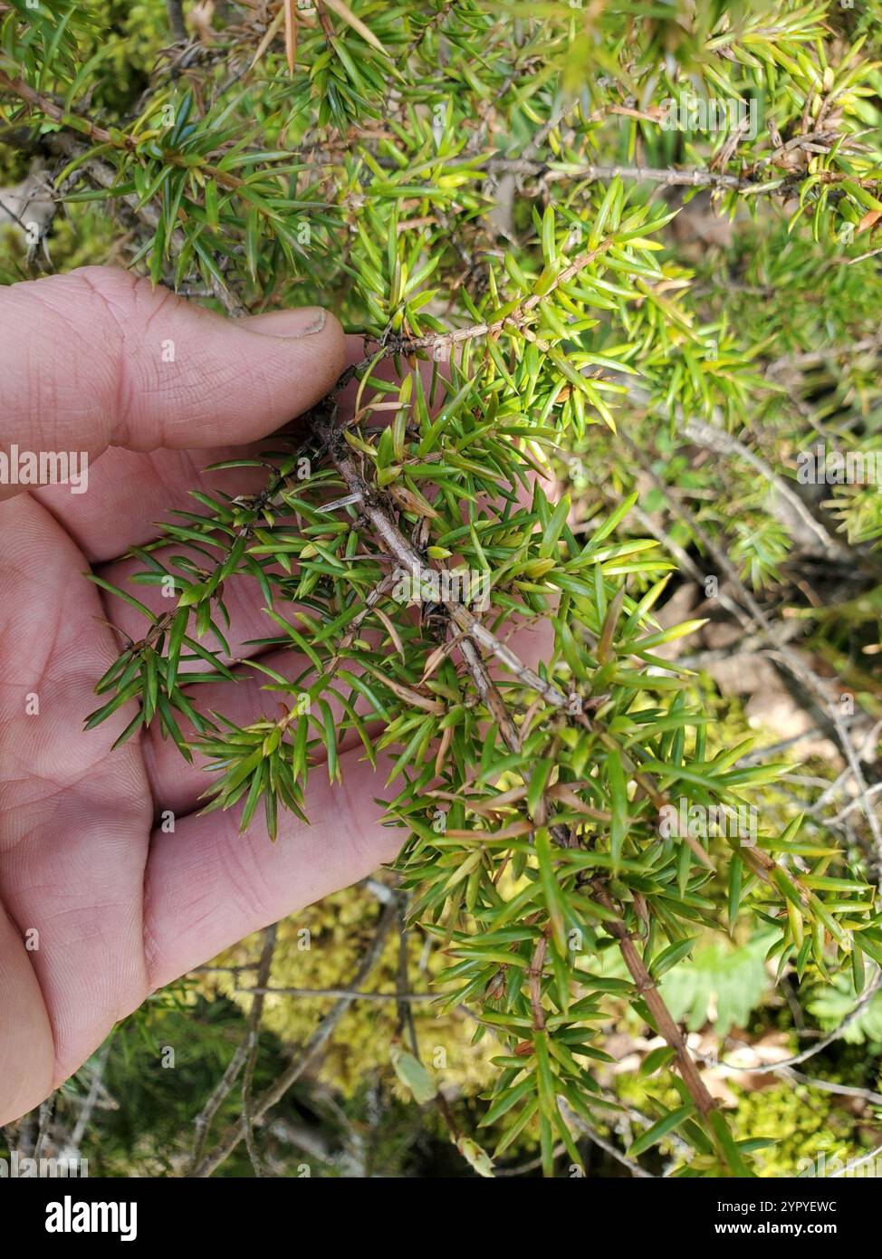 common juniper (Juniperus communis Stock Photo - Alamy