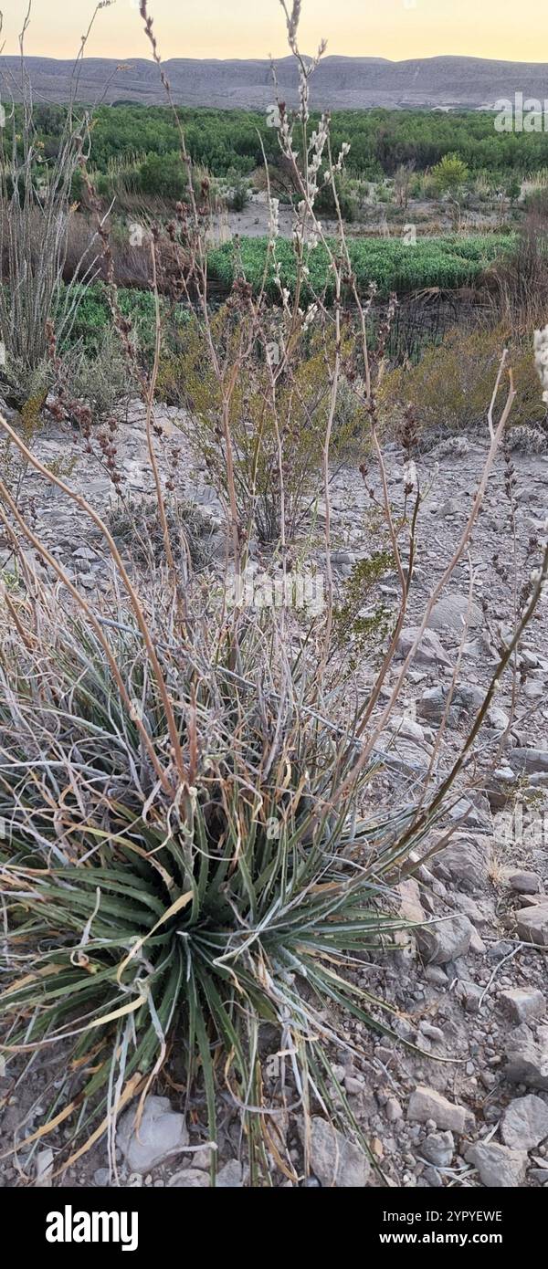 Texas False Agave (Hechtia texensis Stock Photo - Alamy