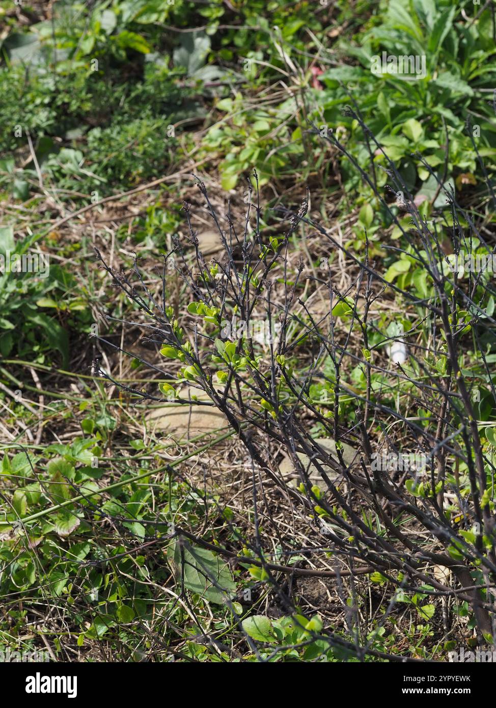 Bootlace Plant (Wikstroemia indica Stock Photo - Alamy
