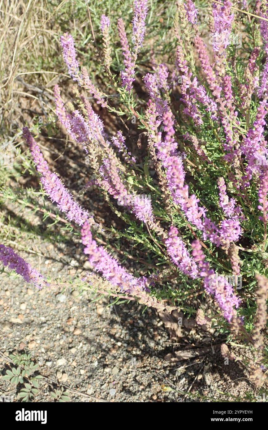Purple Bitterbush (Selago geniculata Stock Photo - Alamy