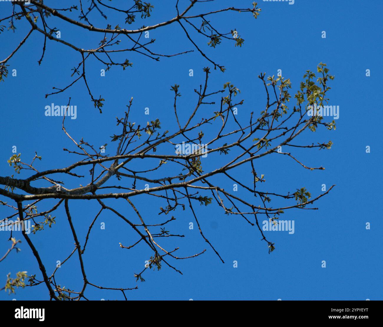 white oak (Quercus alba Stock Photo - Alamy