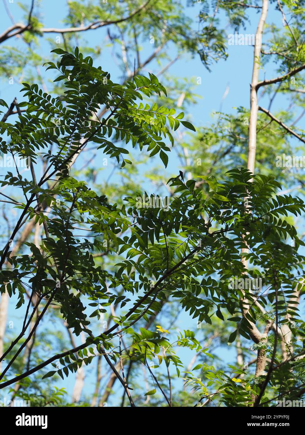 Coffee Bush (Clausena excavata Stock Photo - Alamy