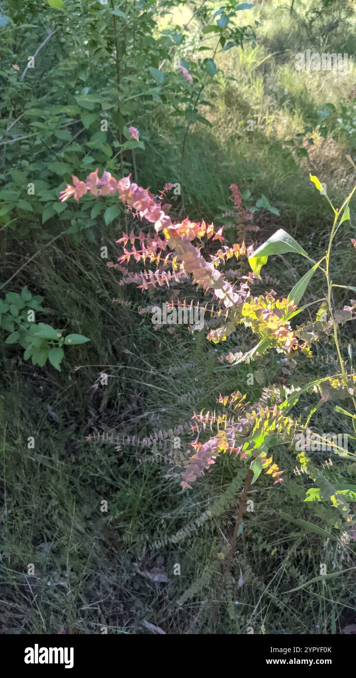 spiny bush-pea (Pultenaea spinosa Stock Photo - Alamy