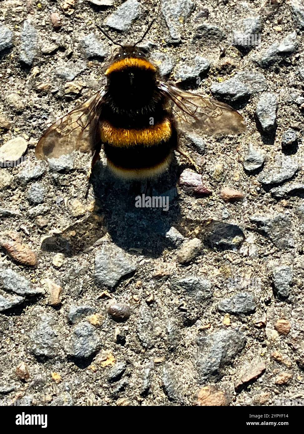 Buff-tailed Bumble Bee (Bombus terrestris Stock Photo - Alamy