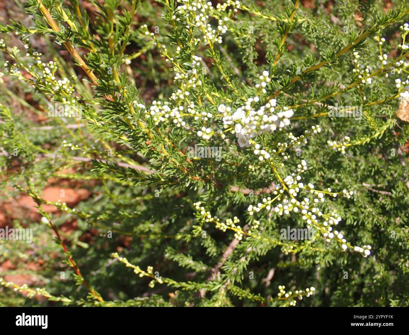 chamise (Adenostoma fasciculatum Stock Photo - Alamy