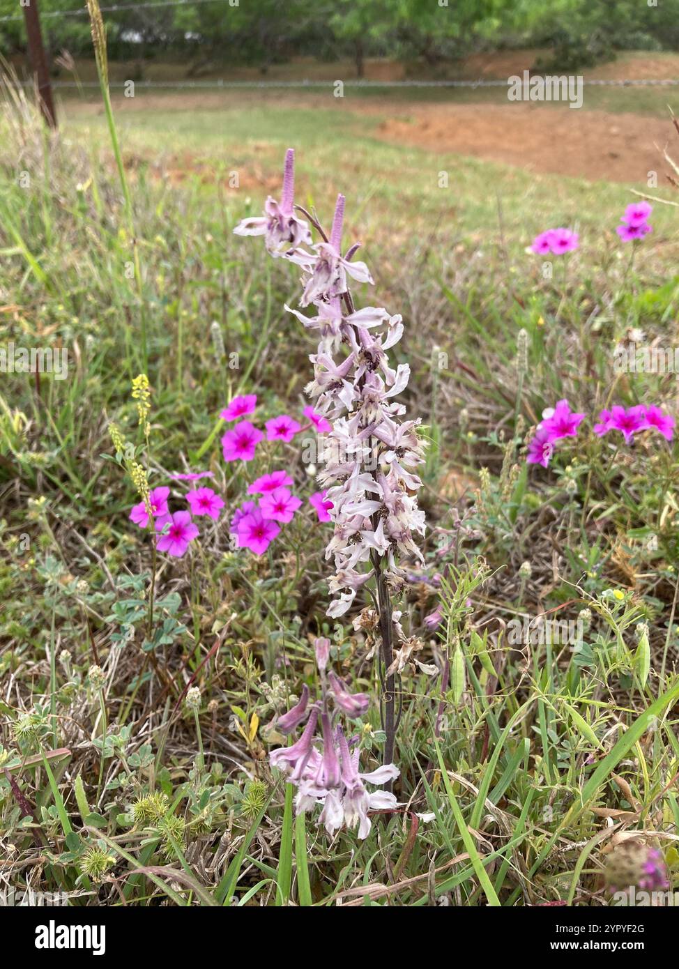 Wild Blue Larkspur (Delphinium carolinianum Stock Photo - Alamy