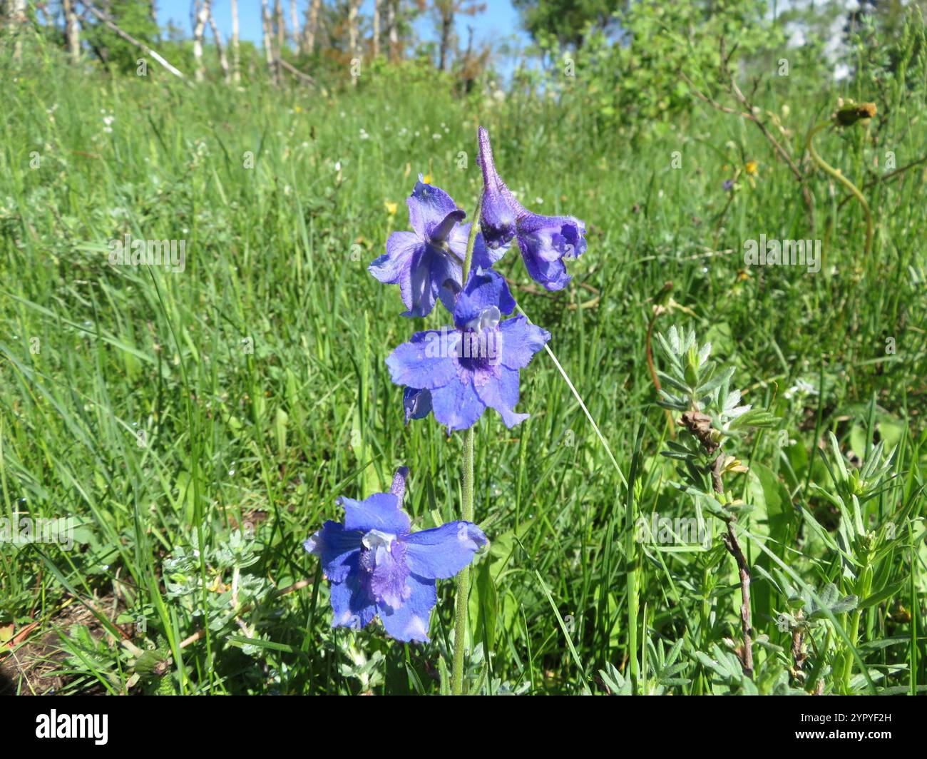 Low Larkspur (Delphinium bicolor Stock Photo - Alamy