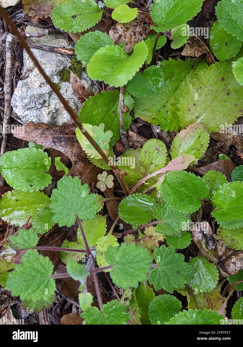 roundleaf ragwort (Packera obovata Stock Photo - Alamy