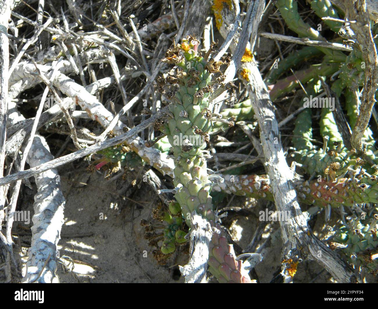 Euphorbia medusa's head hi-res stock photography and images - Alamy