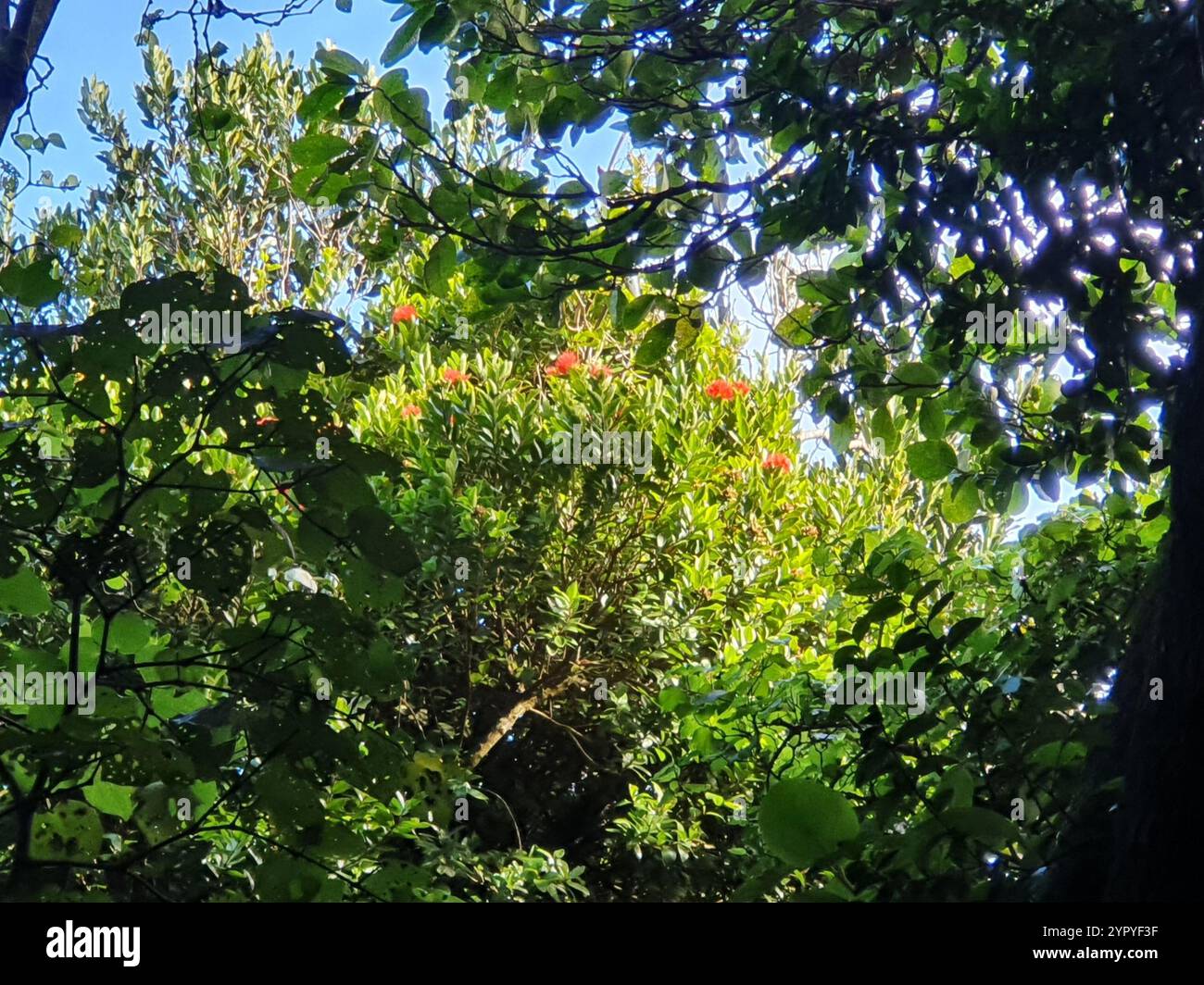 Metrosideros fulgens hi-res stock photography and images - Alamy