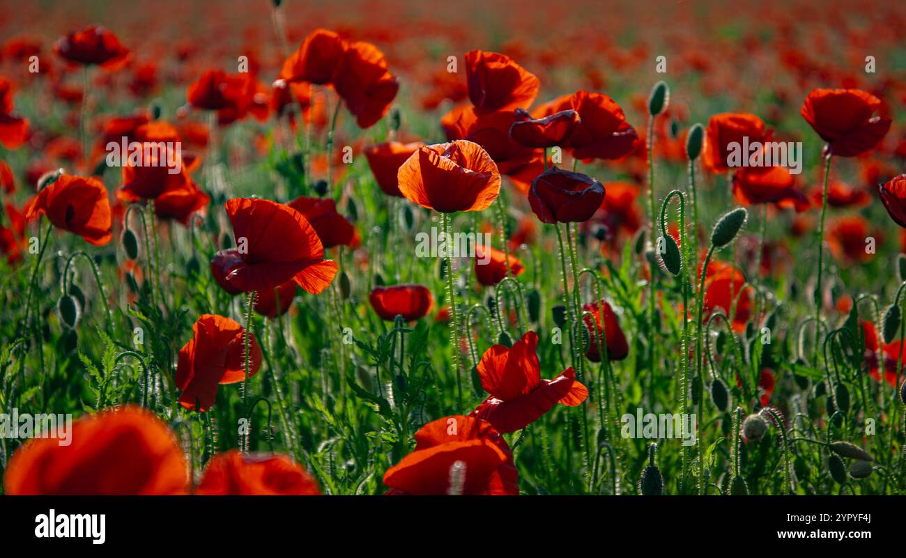 Anzac day. Remembrance day, Memorial day. Red poppies. Vivid poppy ...