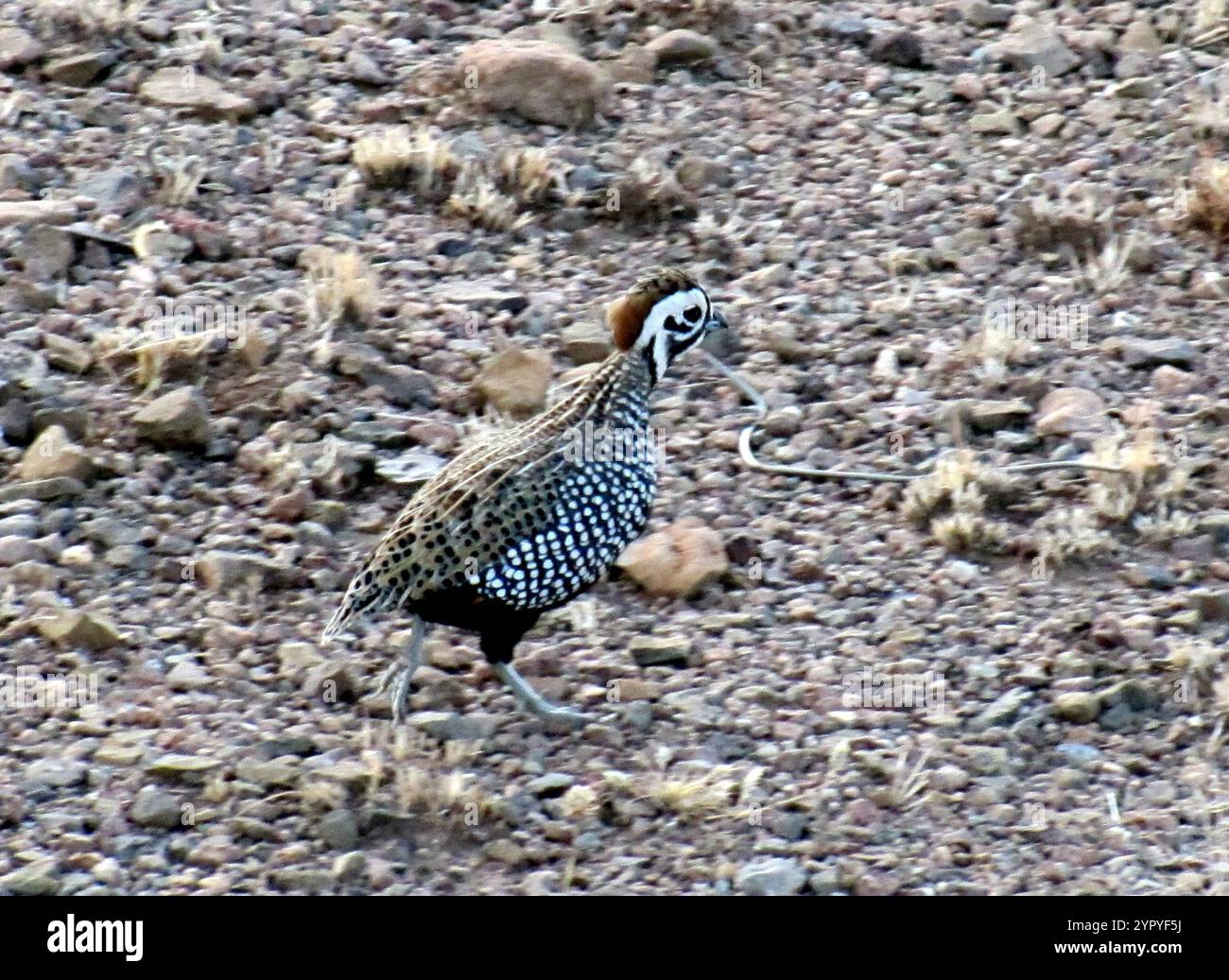 Montezuma quail hi-res stock photography and images - Alamy