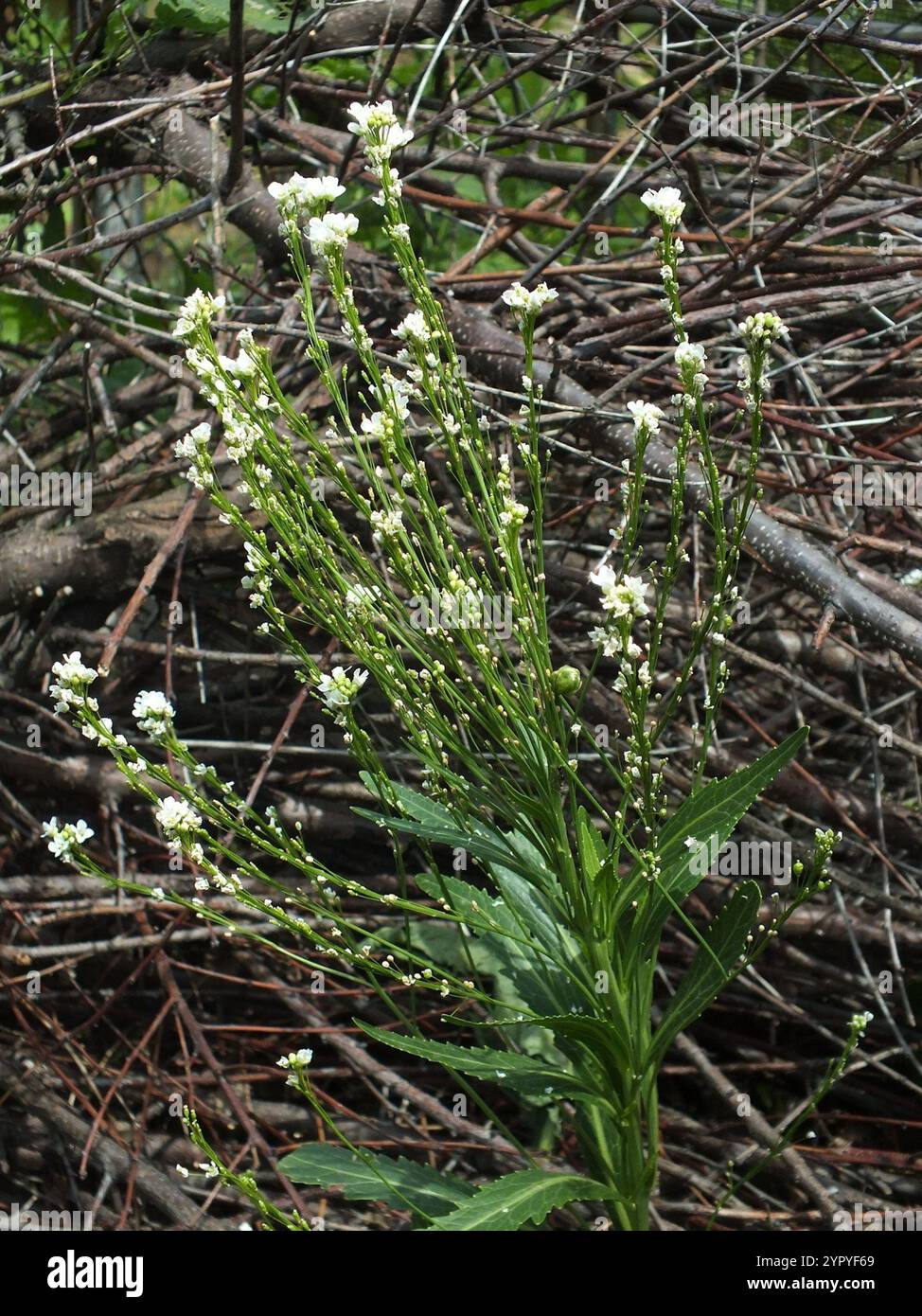 Horseradish (Armoracia rusticana Stock Photo - Alamy