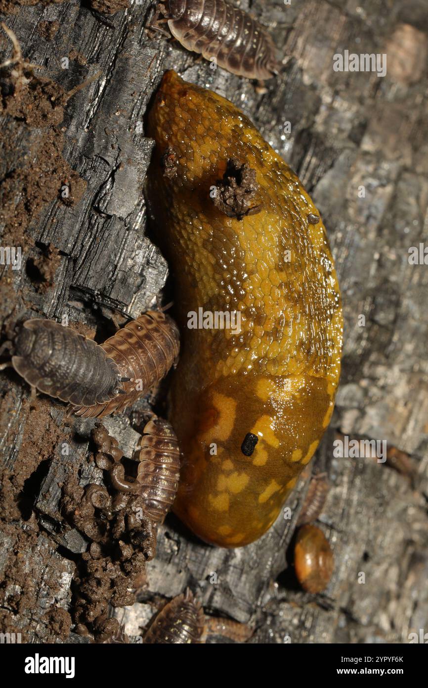 Green Cellar Slug (Limacus maculatus Stock Photo - Alamy