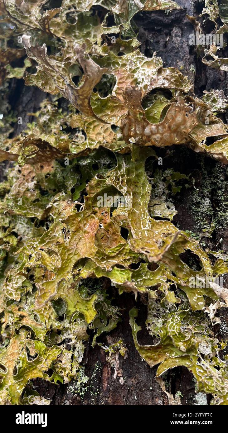 Tree Lungwort (Lobaria pulmonaria Stock Photo - Alamy