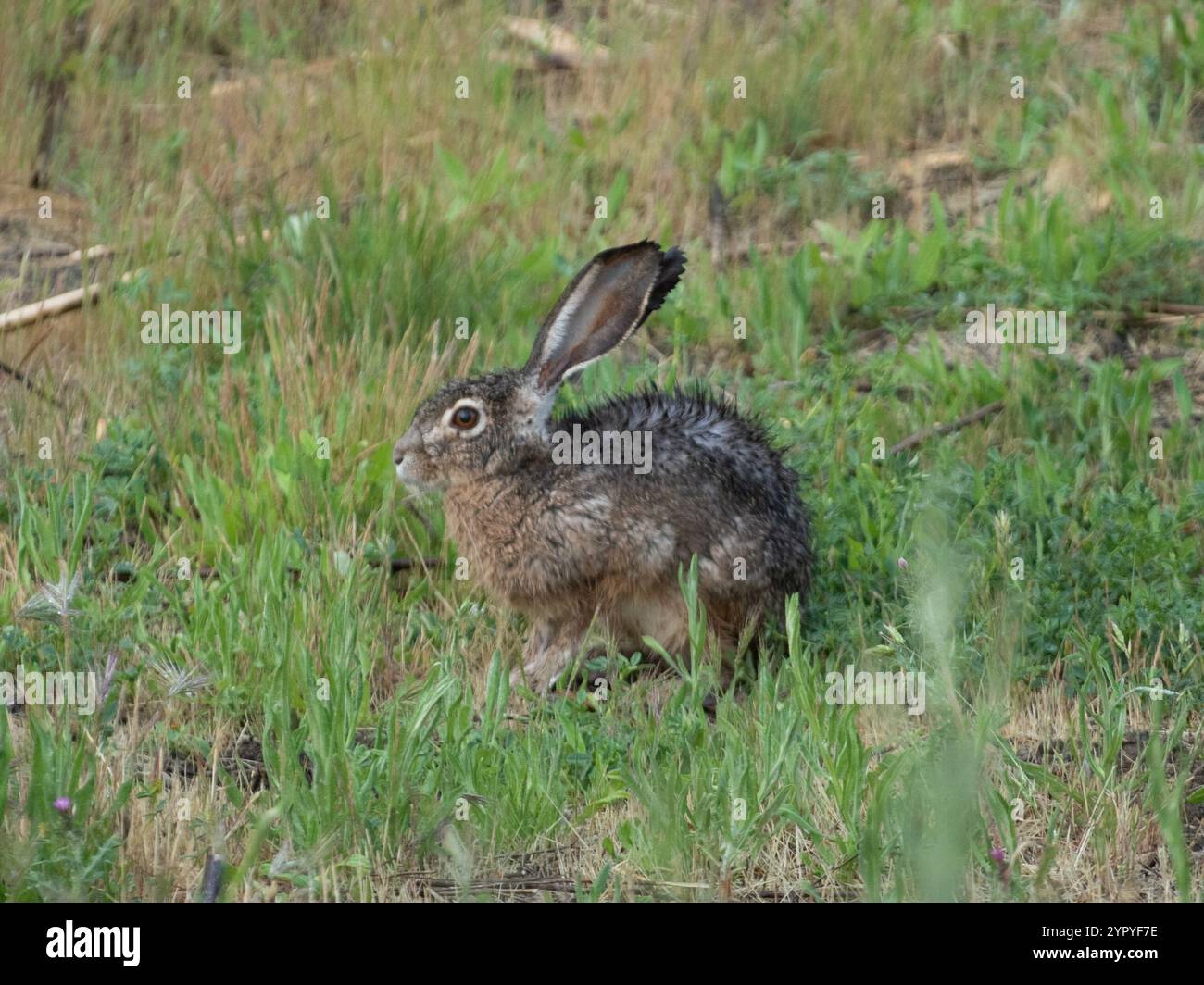 Black-tailed Jackrabbit (Lepus californicus Stock Photo - Alamy