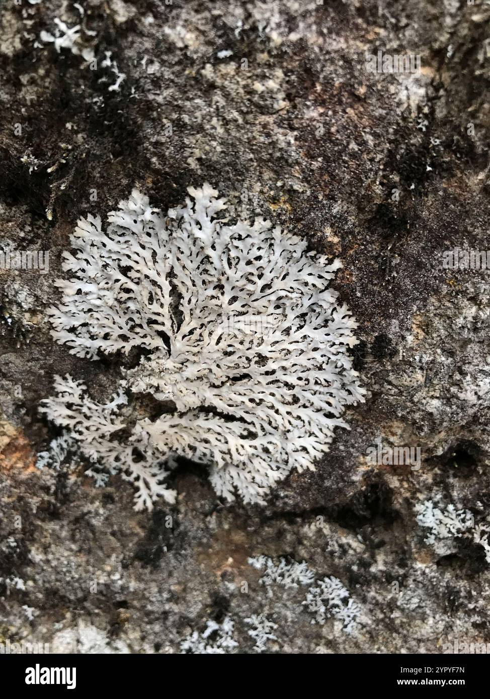 Powdered Fringe Lichen (Heterodermia speciosa Stock Photo - Alamy