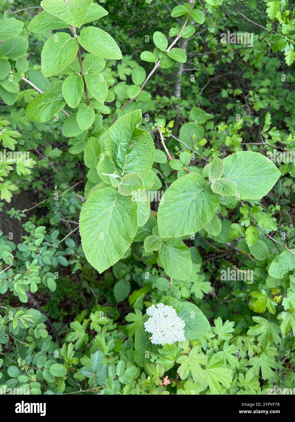 Wayfaring-tree (Viburnum lantana Stock Photo - Alamy
